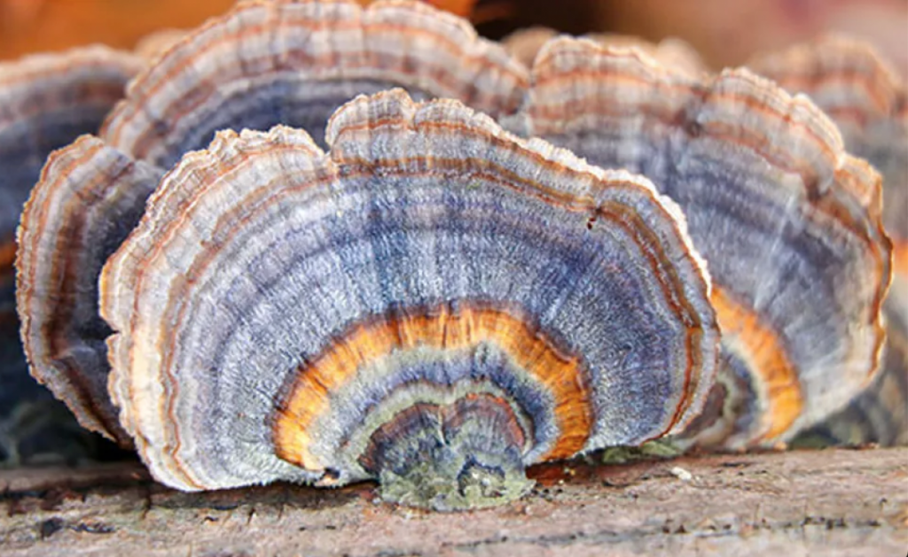 Healthy Habits; Turkey Tail Mushrooms - The Hancock Clarion